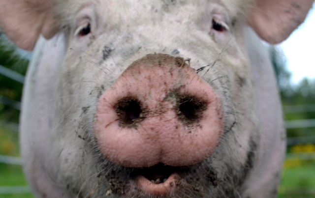 Year of the Pig Snout - Carryology - Exploring better ways to carry