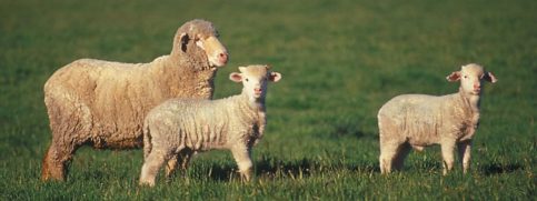 Why Choose Merino Wool for Travel? - Carryology